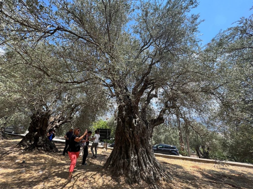 Oldest olive trees in Kawkaba - LebanonUntravelled.com