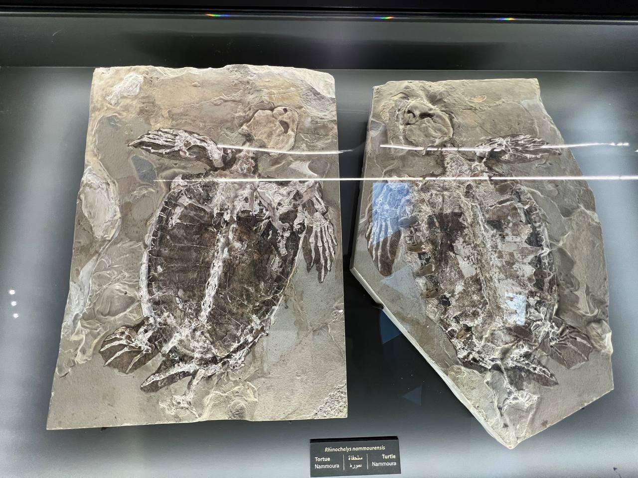 Fish fossil museum, Beirut - LebanonUntravelled.com