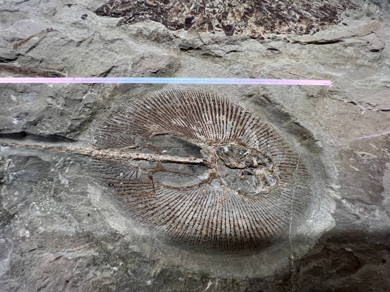 Fish fossil museum, Beirut - LebanonUntravelled.com
