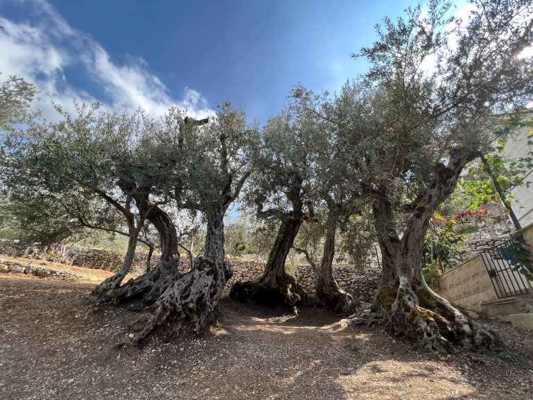 Olive trees of Bchaaleh are the oldest olive trees in Lebanon ...